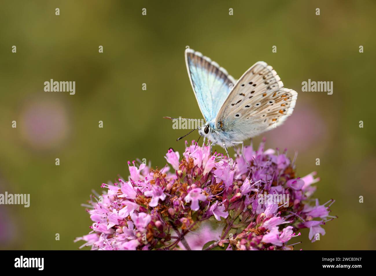 Silver Green Blower - Lysandra Coridon Sucks With Its Trunk Nectar From ...