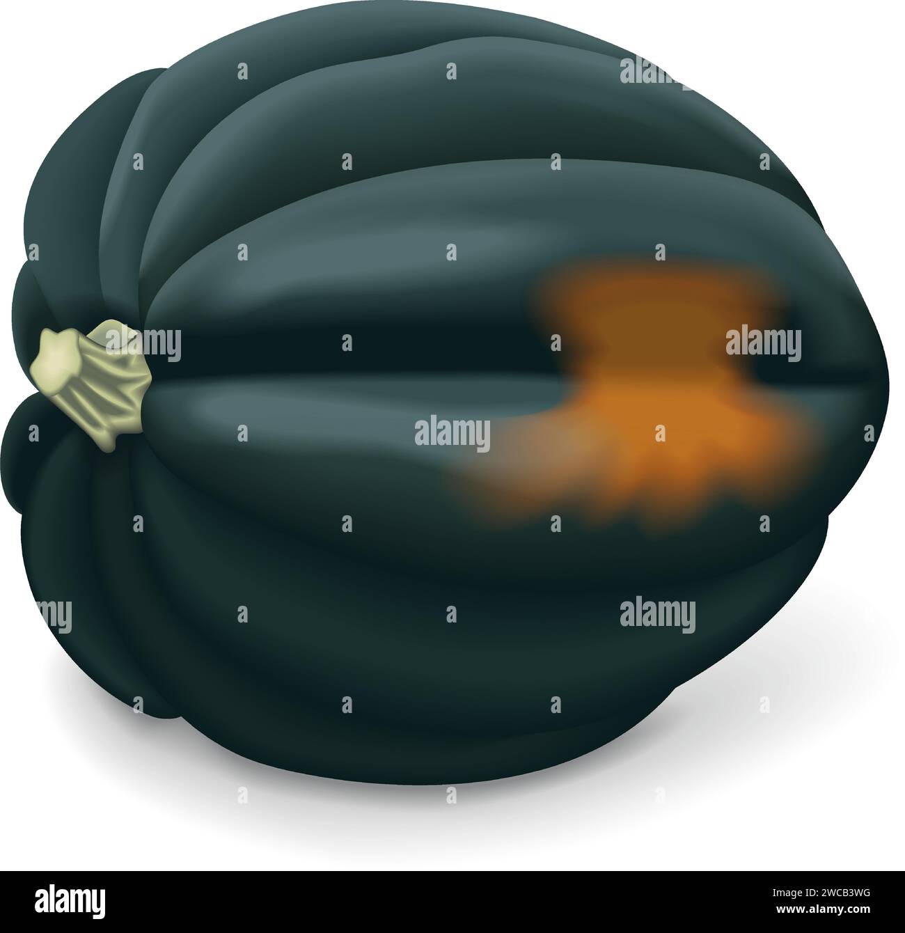 Acorn squash or Honey bear squash. Tuffy squash. Winter squash ...