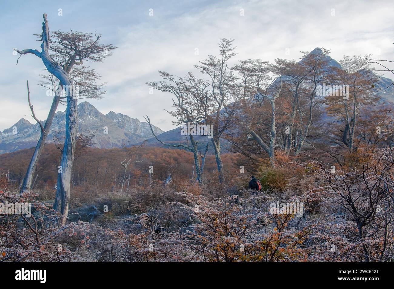 Dry forest landscape day scene, laguna esmeralda hiking road, tierra ...