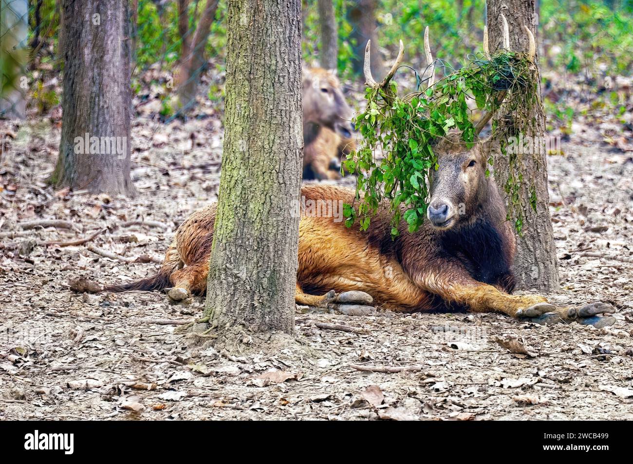 Rare Chinese deer with leaves caught on antlers in national park in ...