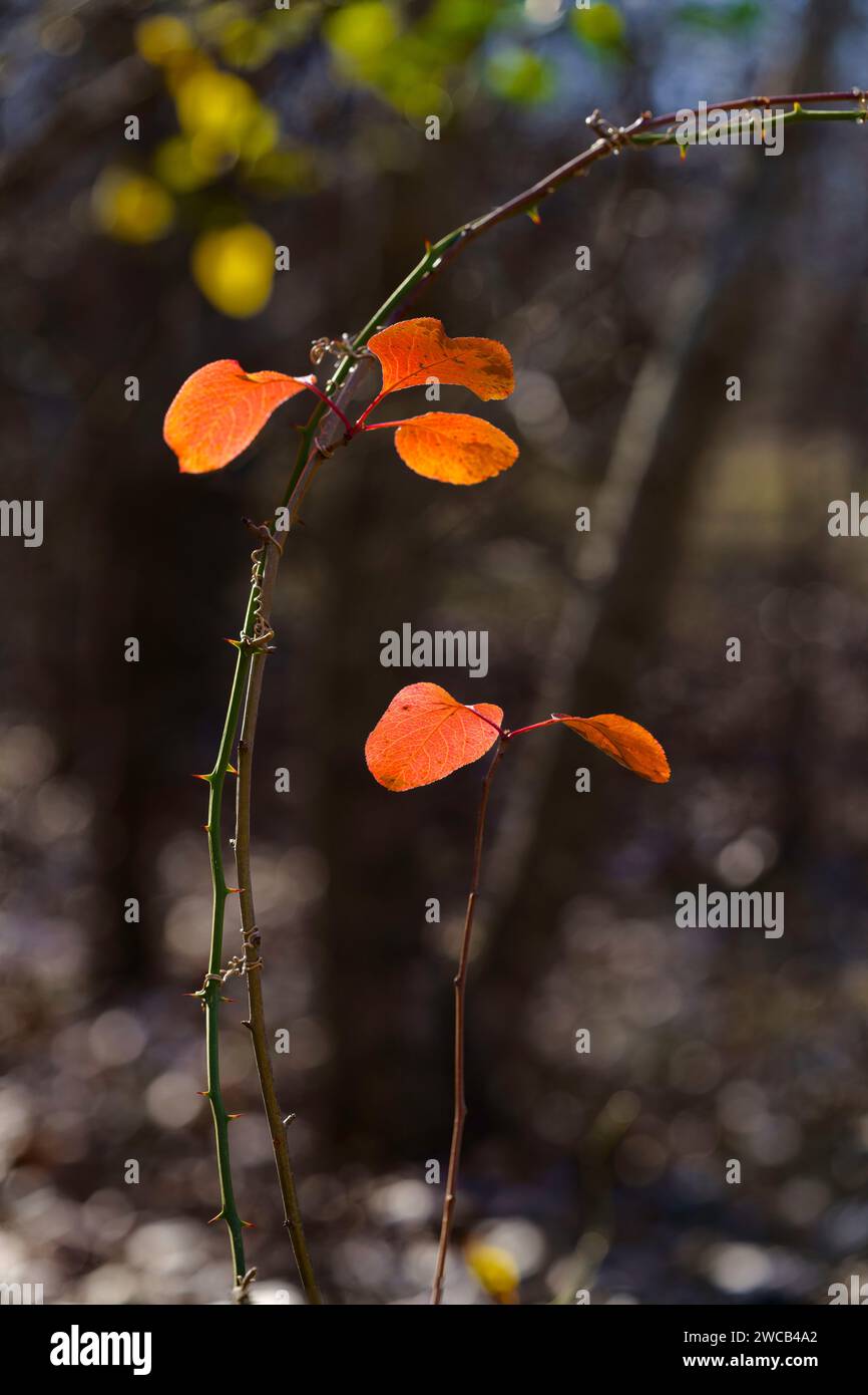 A small Bradford pear tree in a woodland showing off its autumnal ...