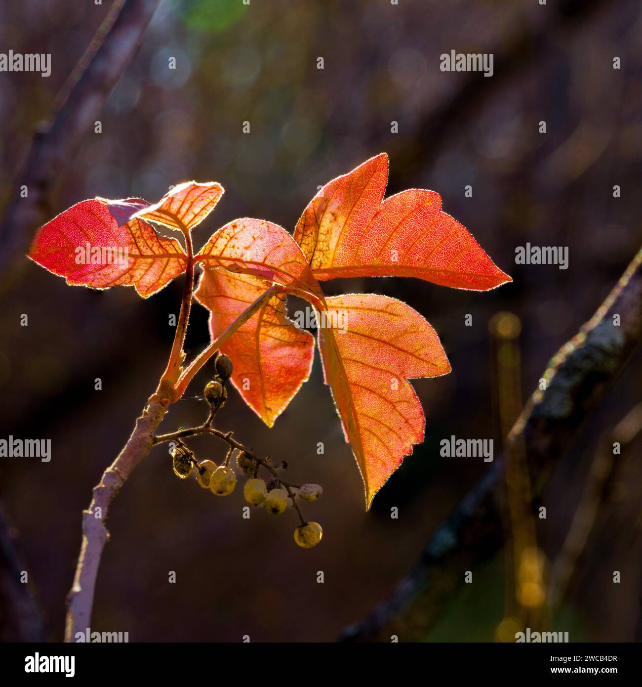 A backlit poison ivy plant with berries, showing off its autumnal beauty while setting a trap ...