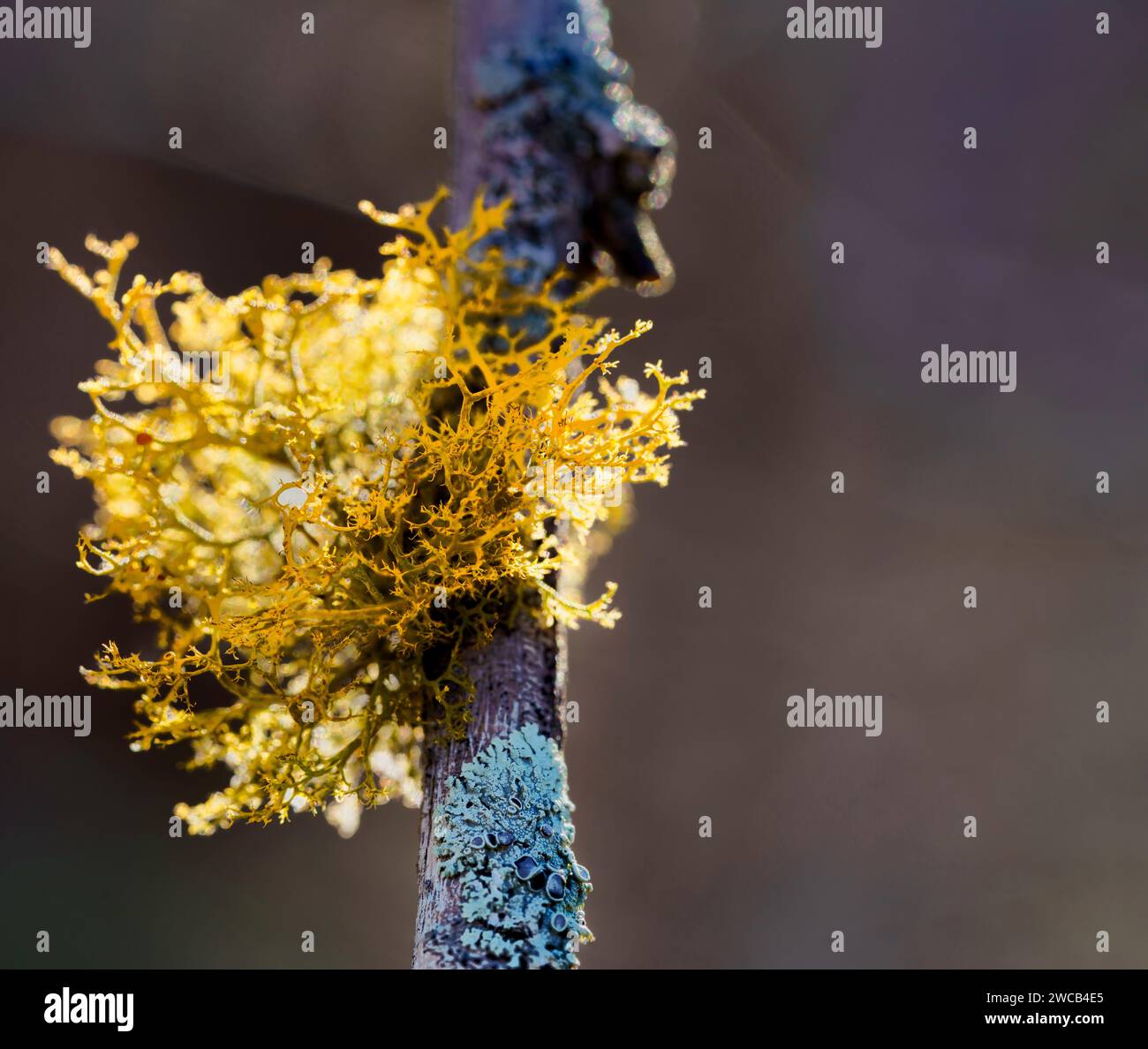 A dying branch coated with green and yellow lichens on a sunny ...