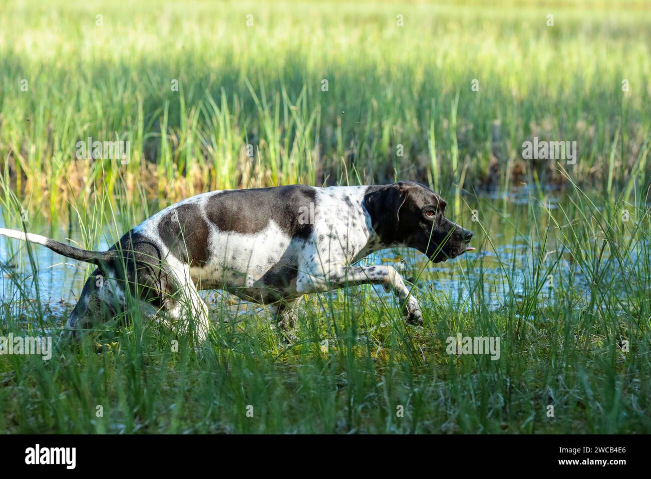 Dog english pointer hunting in the swamp in Norway Stock Photo - Alamy