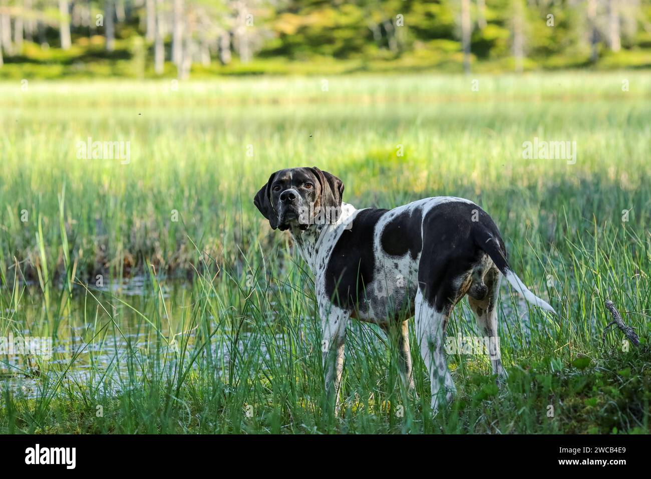 Dog english pointer hunting in the swamp in Norway Stock Photo - Alamy