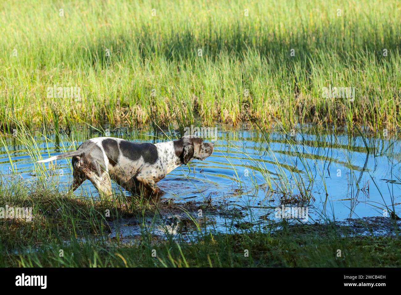 Dog english pointer hunting in the swamp in Norway Stock Photo - Alamy