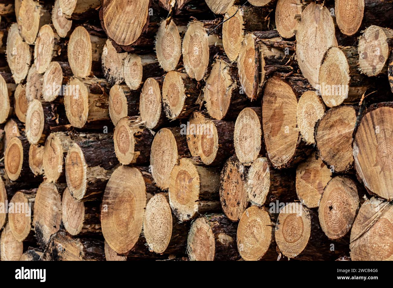 A pile of cut wooden logs lying on the ground, showcasing various sizes ...