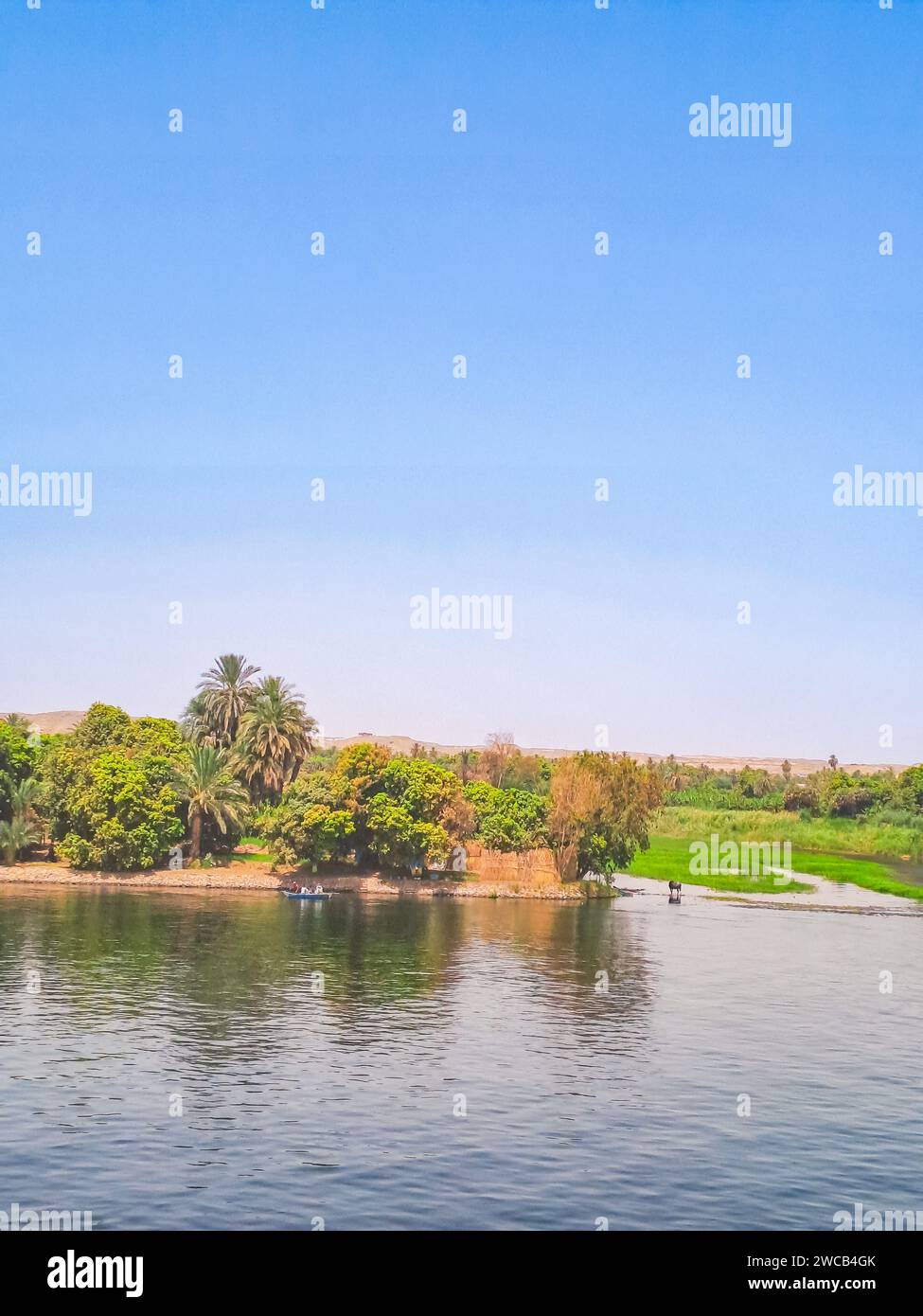 cow on river bank in egypt. River Nile in Egypt. Life on the River Nile ...