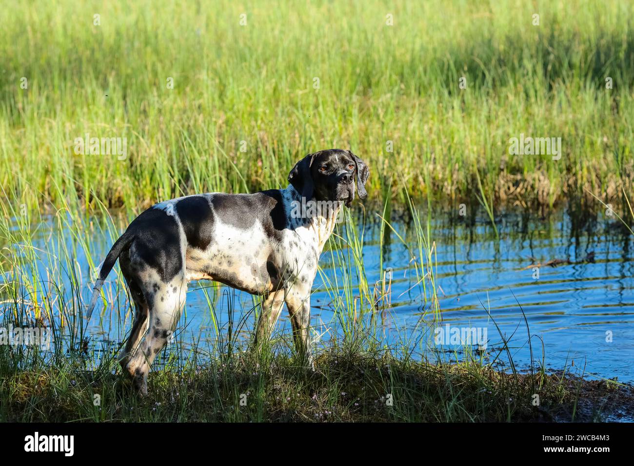 Dog english pointer hunting in the swamp in Norway Stock Photo - Alamy