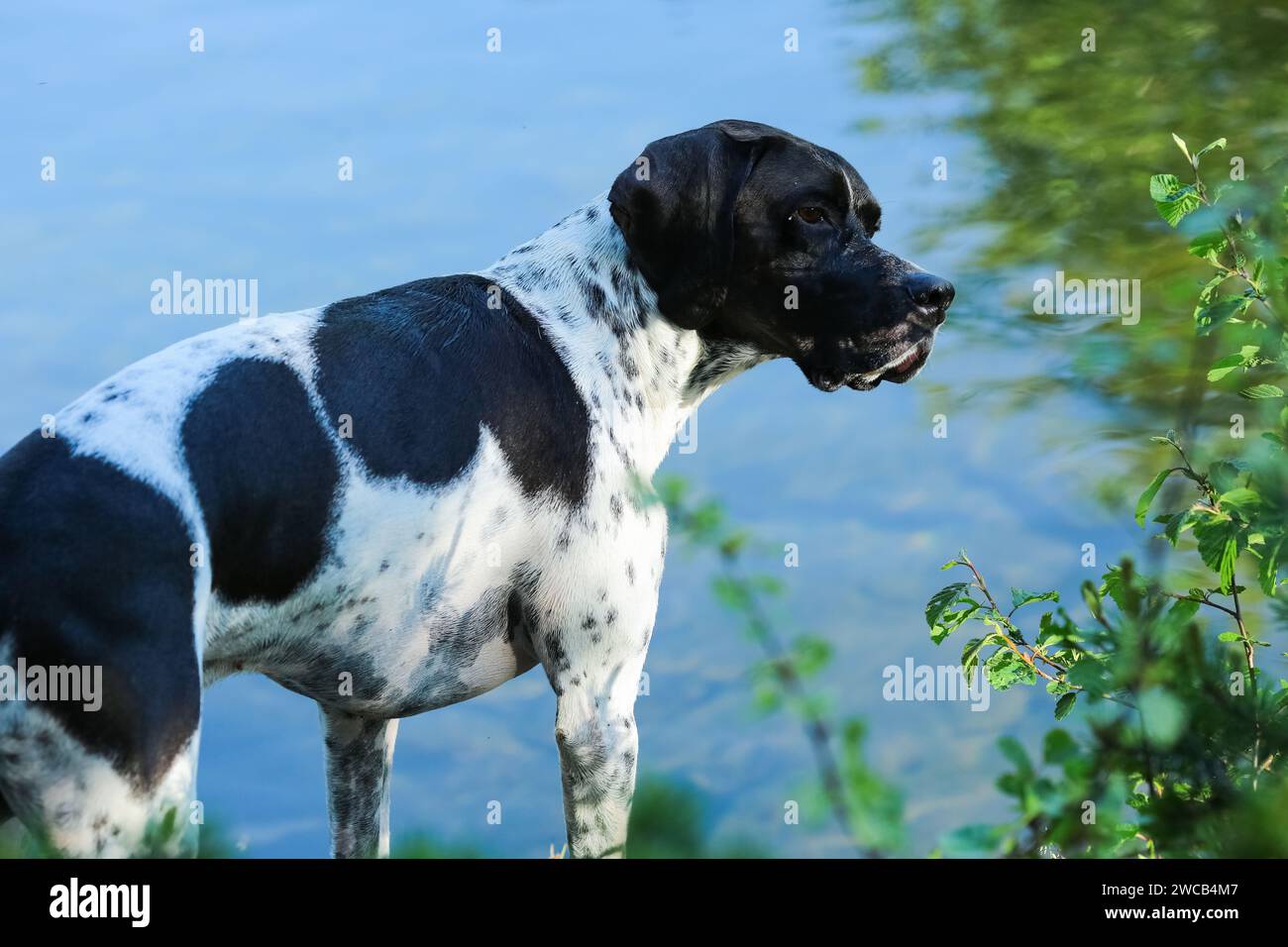 Dog english pointer hunting in the swamp in Norway Stock Photo - Alamy