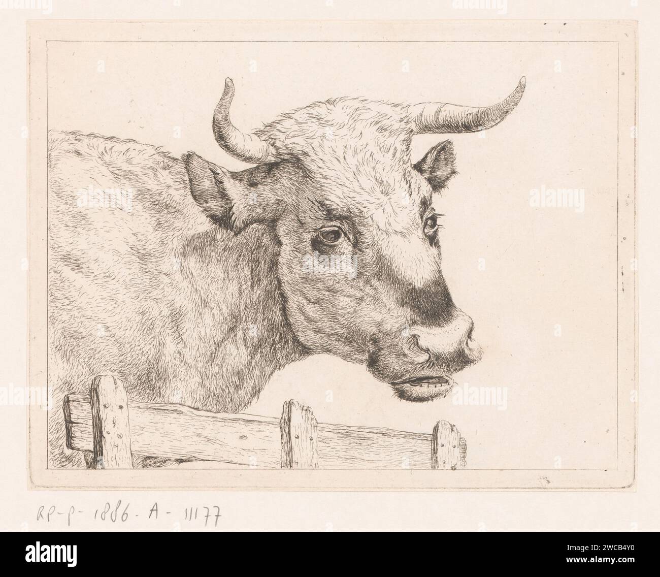 Head of a cow near a fence, Hendrik Willem Schweickhardt, 1788 print ...