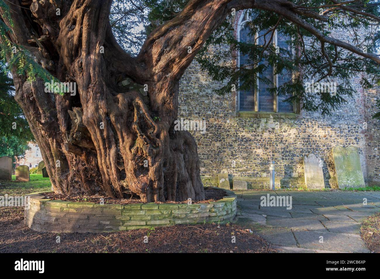 Ancient yew tree at St Thomas' Church Bedhampton Stock Photo - Alamy