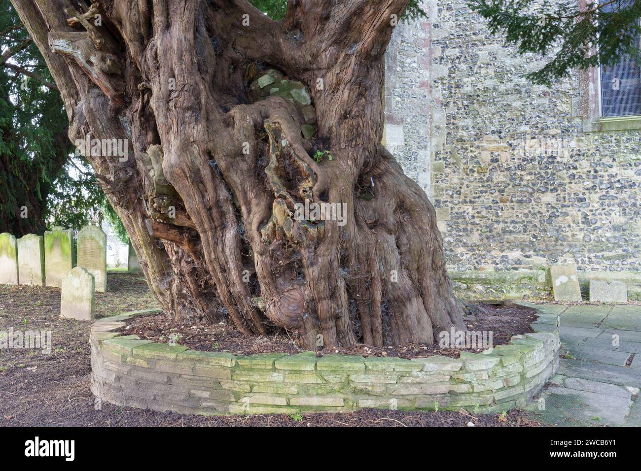 Ancient yew tree at St Thomas' Church Bedhampton Stock Photo - Alamy