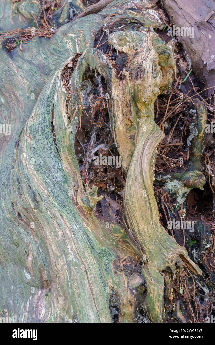 Ancient yew tree at St Thomas' Church Bedhampton Stock Photo - Alamy