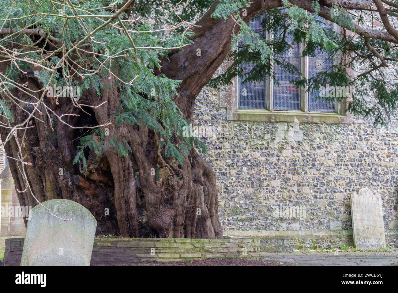Ancient yew tree at St Thomas' Church Bedhampton Stock Photo - Alamy