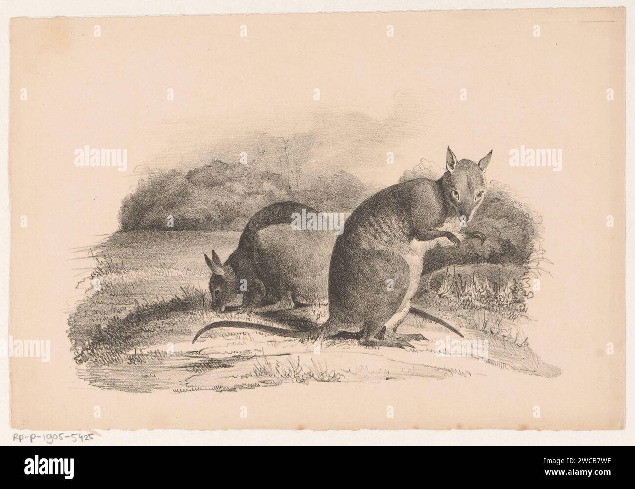 Two Bennettwallabies, Jean Matthieu Kierdorff (Attributed to), After ...