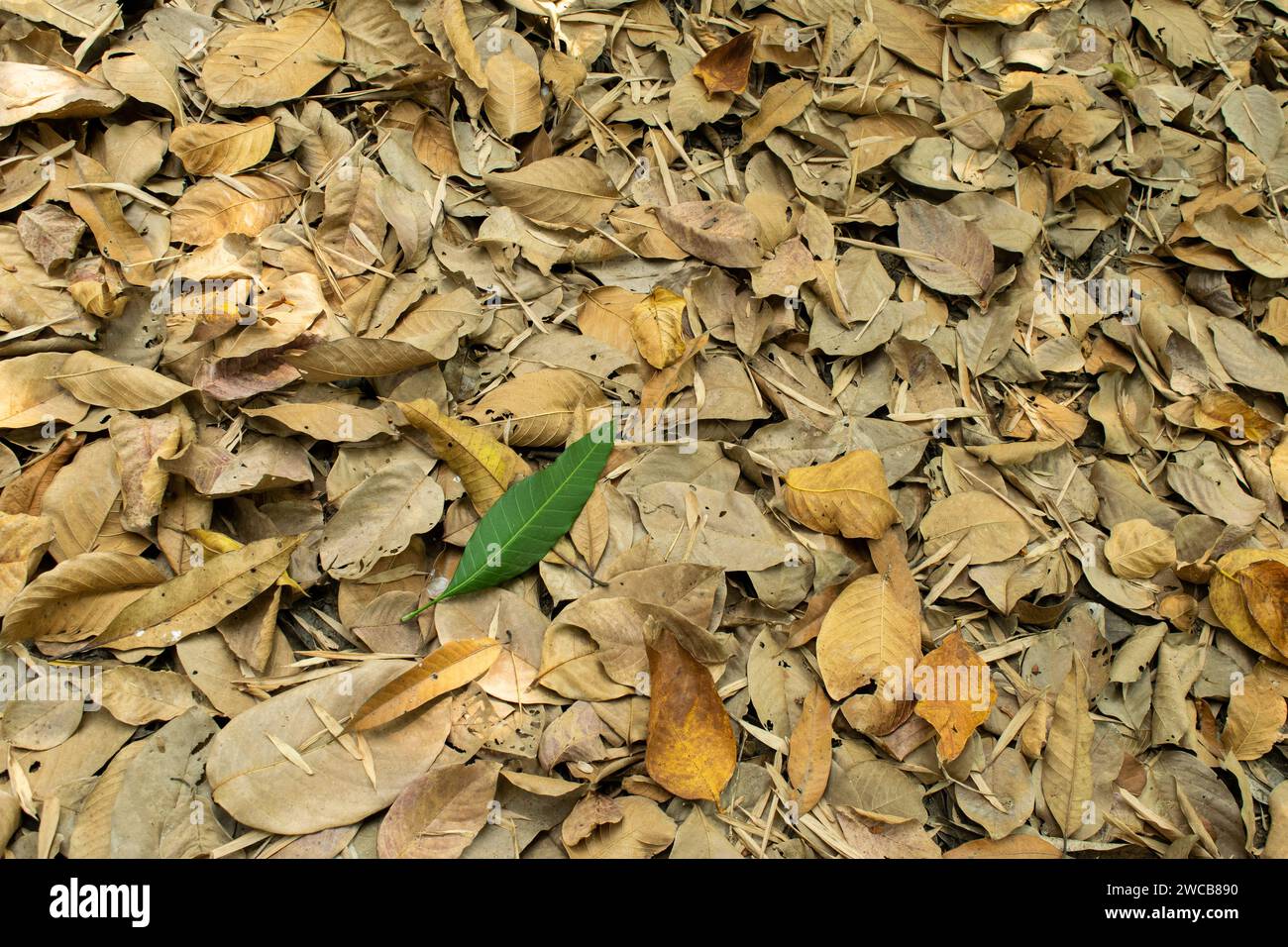 Mango Green Leaf in Falling Dried Leaves Stock Photo - Alamy