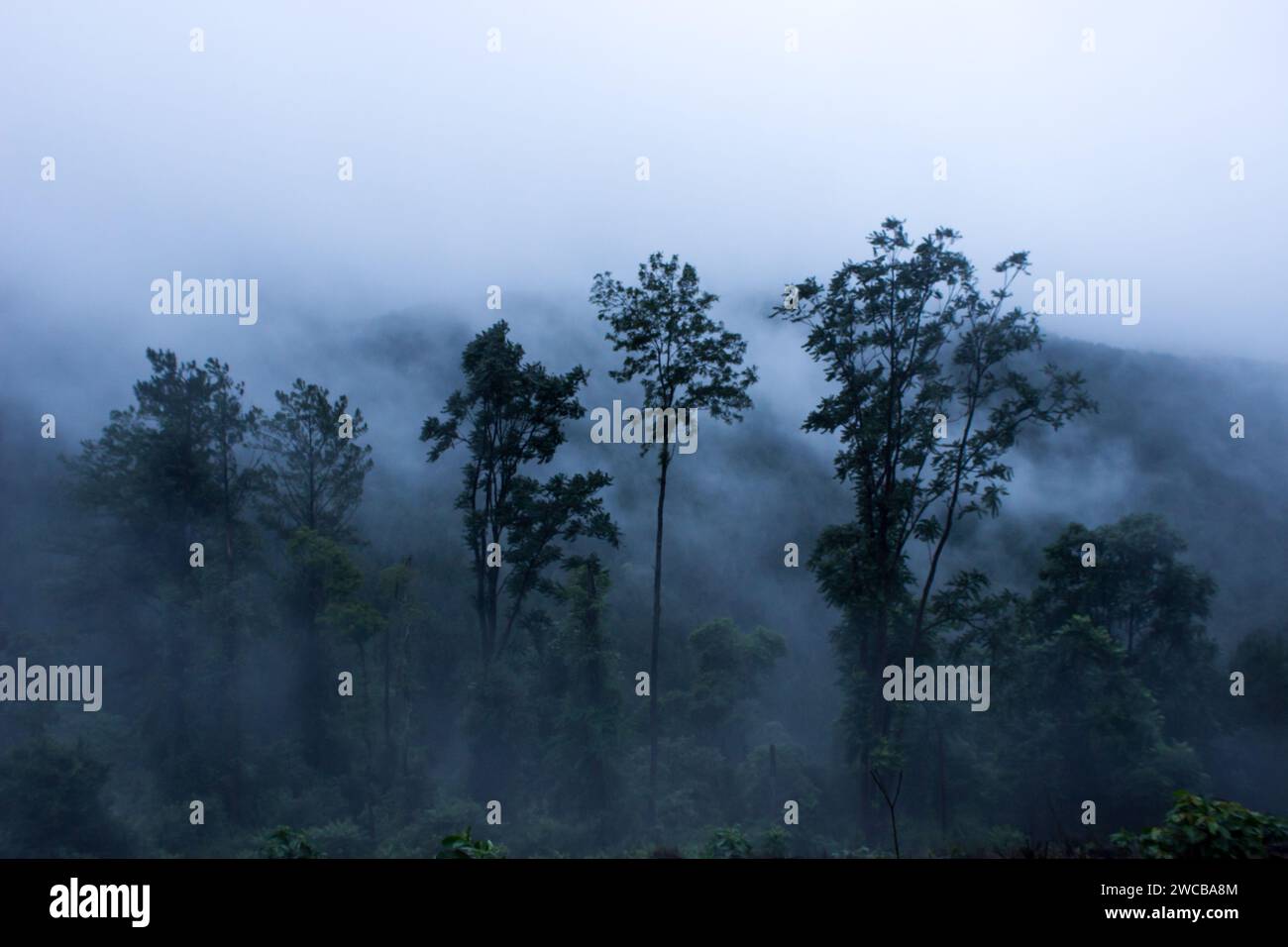 Eery silhouettes of trees, rising from the mist covering the mountains ...