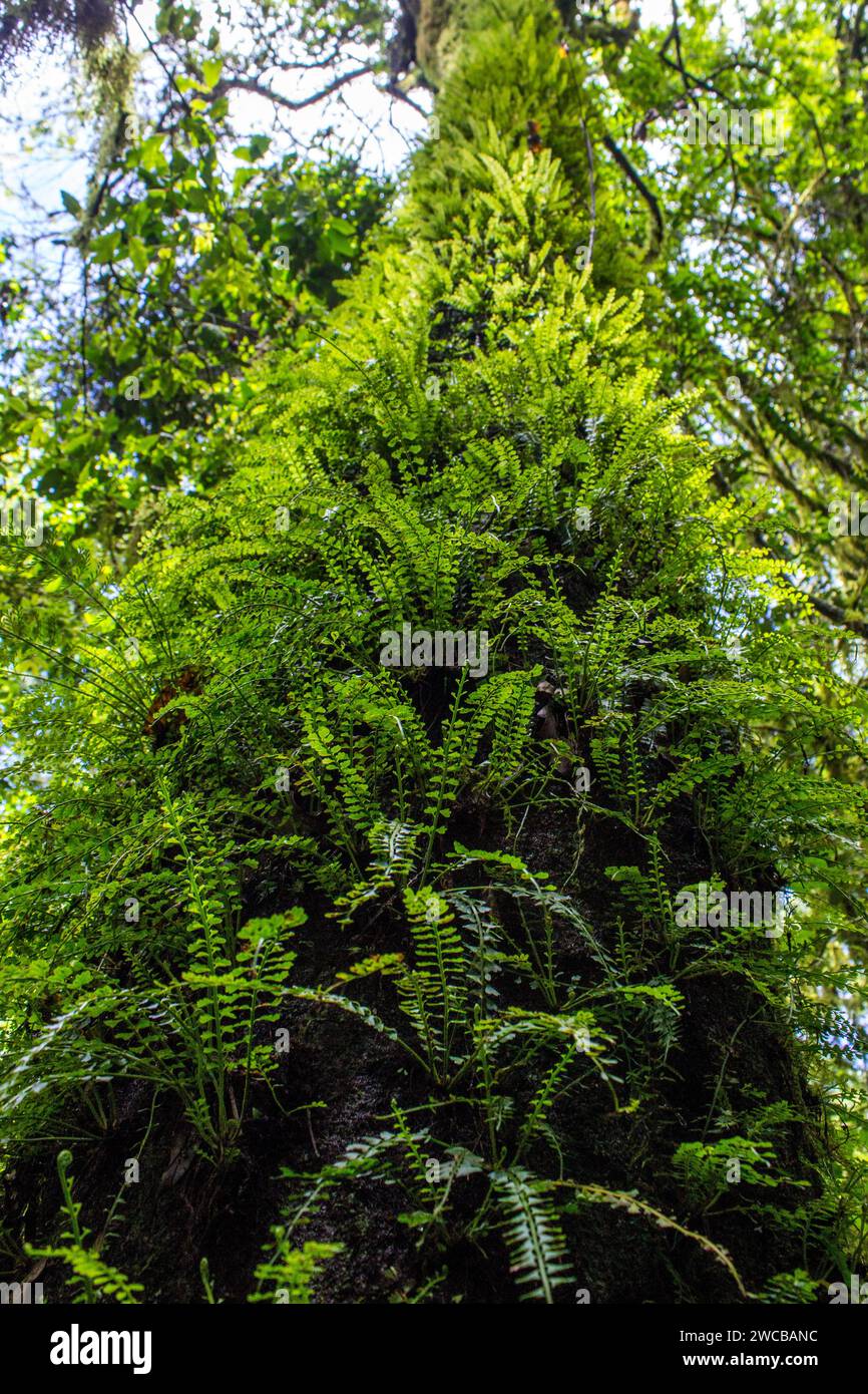 A tall tree, with its tree trunk covered in the lush growth of ...