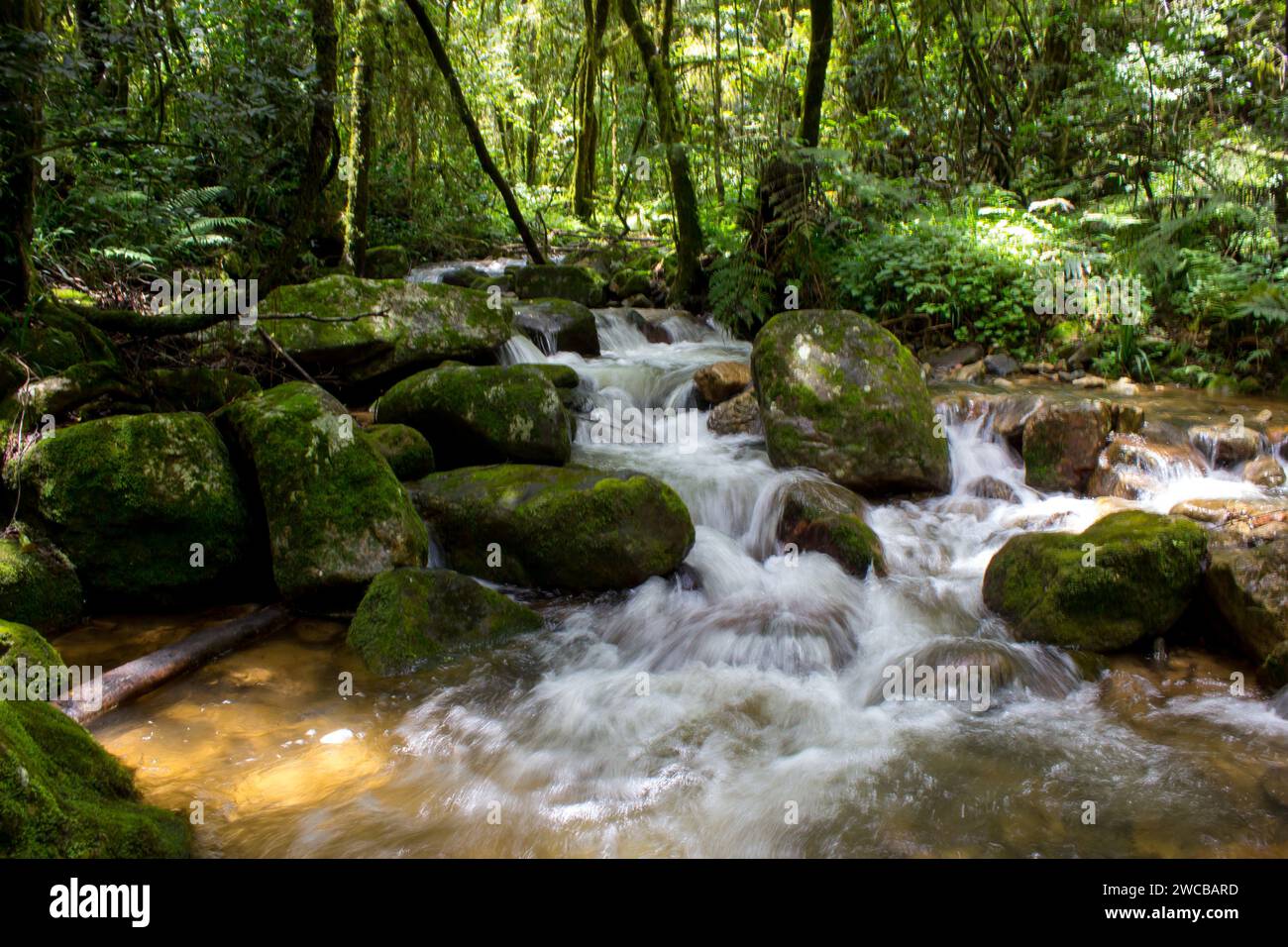 Rapids in a small mountain stream in Magoebaskloof Stock Photo - Alamy