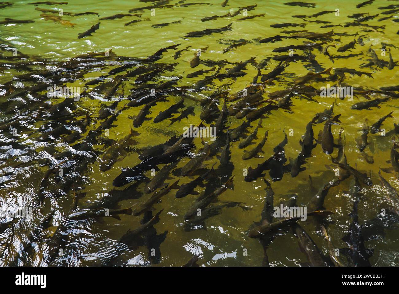Freshwater underwater scene freshwater fish hi-res stock photography ...