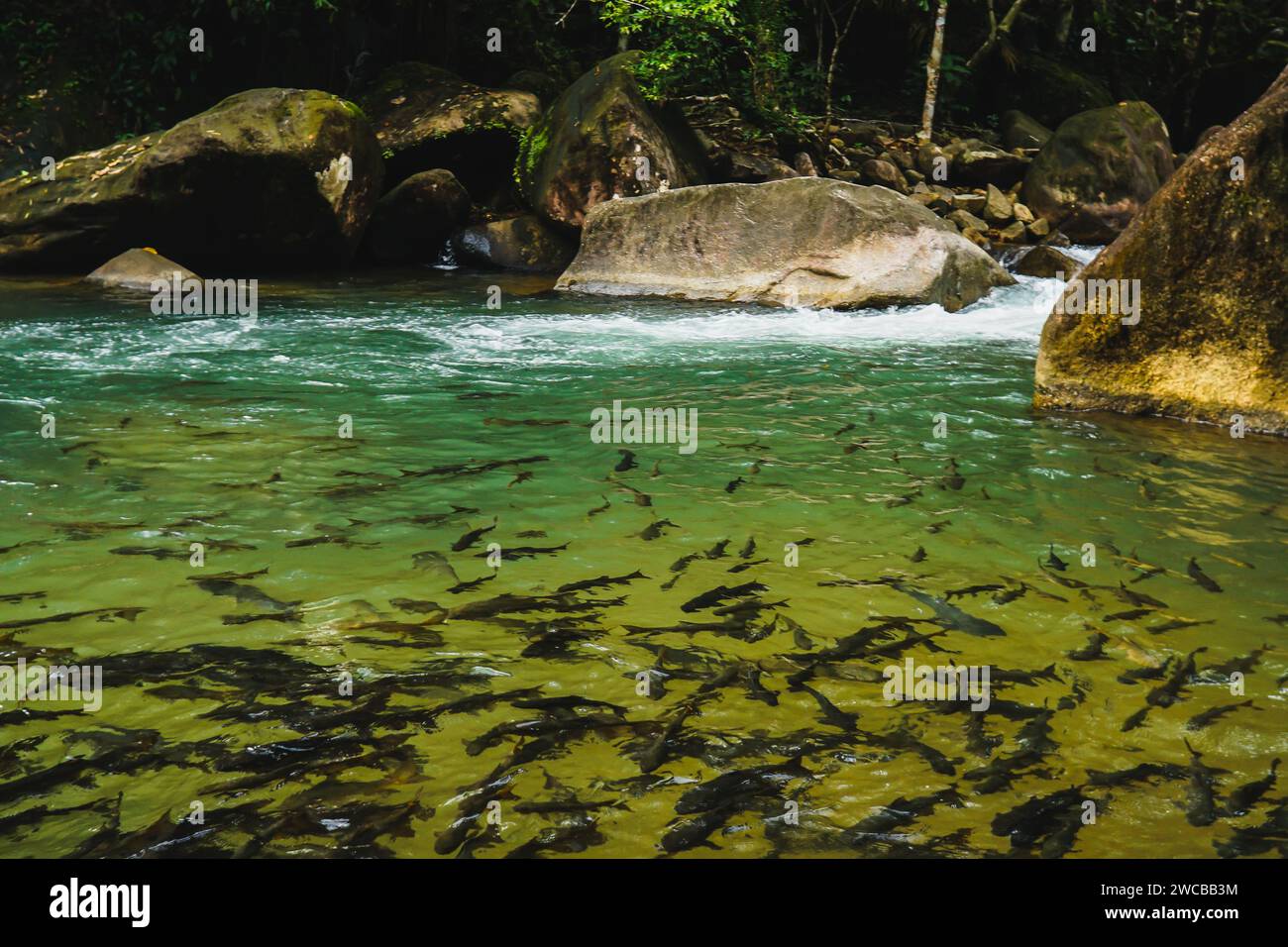 Antimony fish hi-res stock photography and images - Alamy
