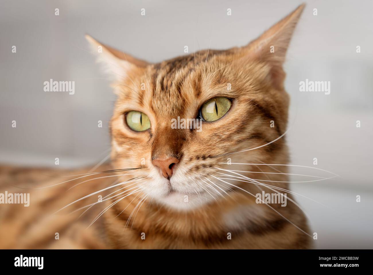 Portrait of an adorable Bengal cat. Cute cat face Stock Photo - Alamy