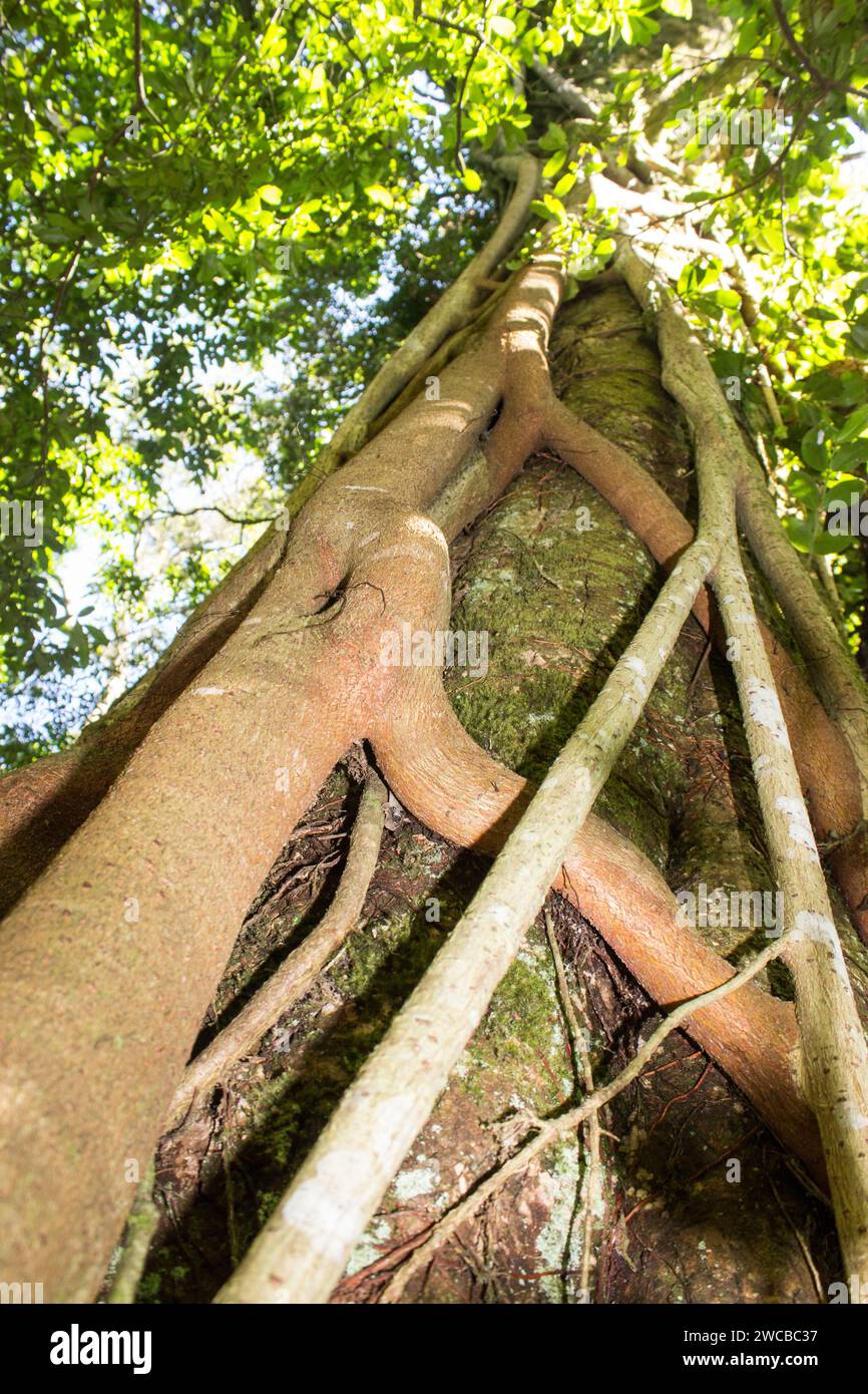 Aerial roots of a Forest Strangler-fig, Ficus craterostoma, busy ...