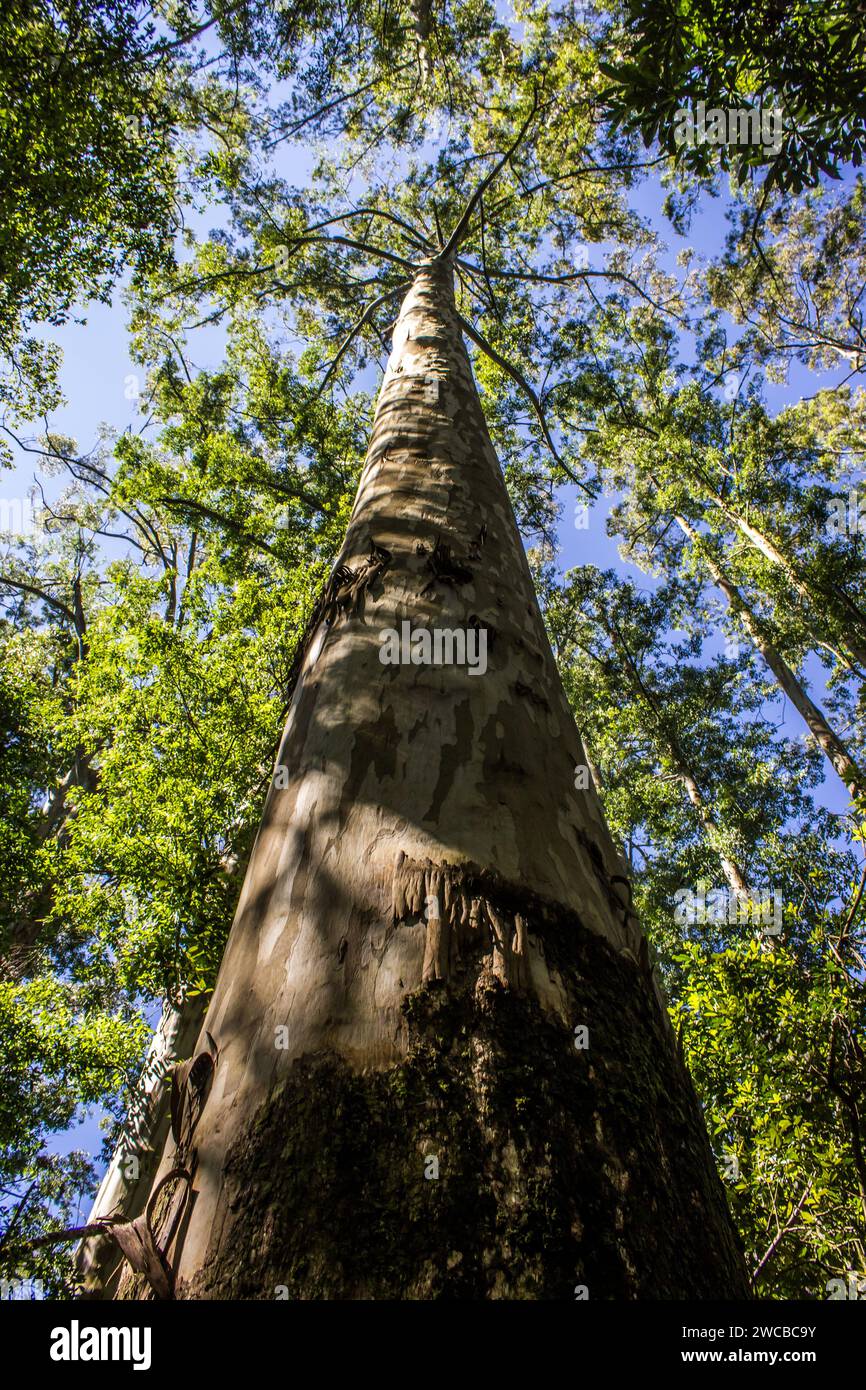 Tallest tree in the world hi-res stock photography and images - Alamy