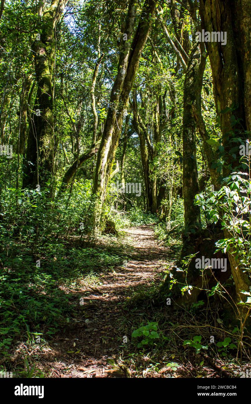 Indigenous forest hi-res stock photography and images - Alamy