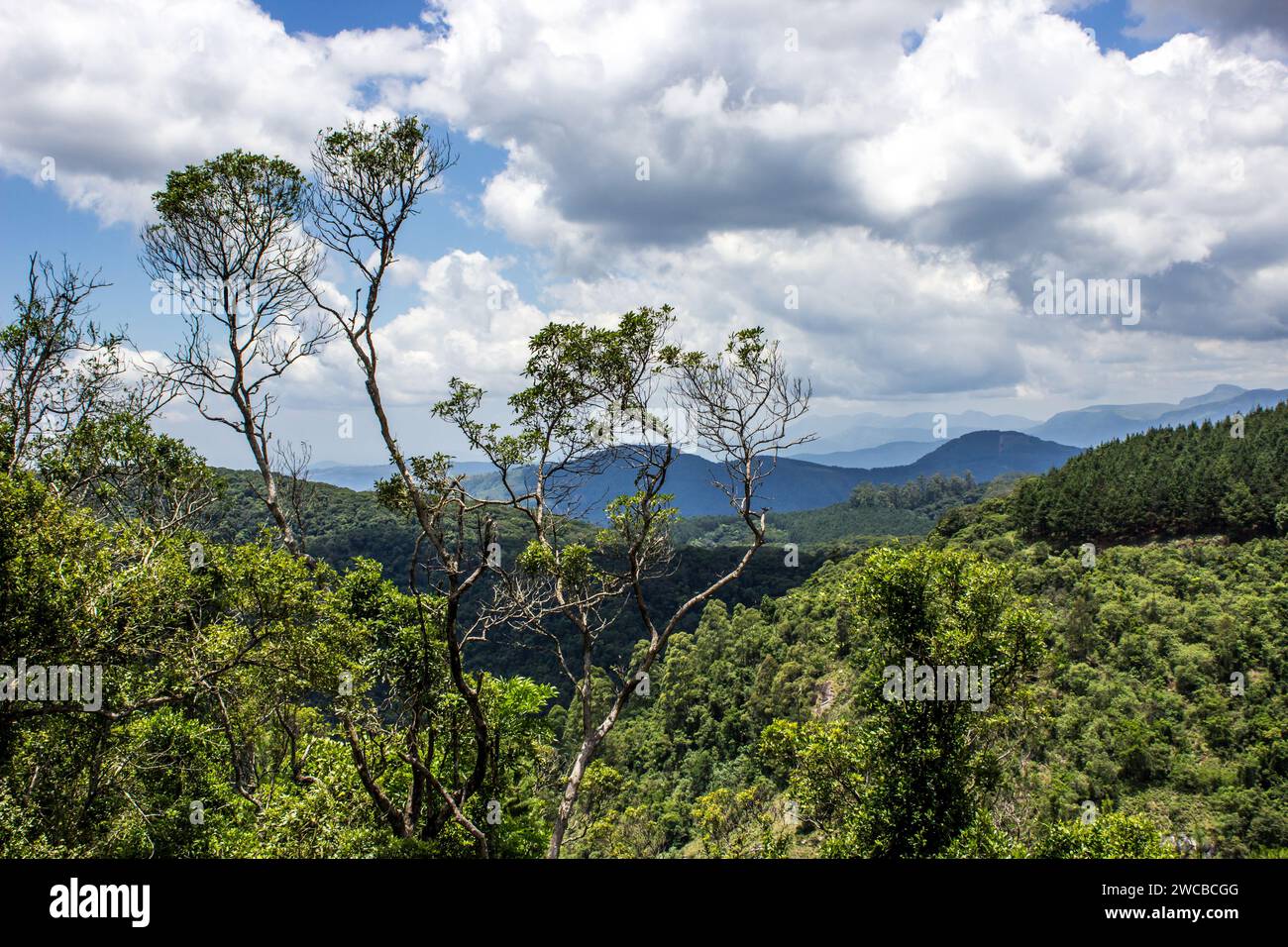 Branches of a tree reaching above the Afromontane forest of ...