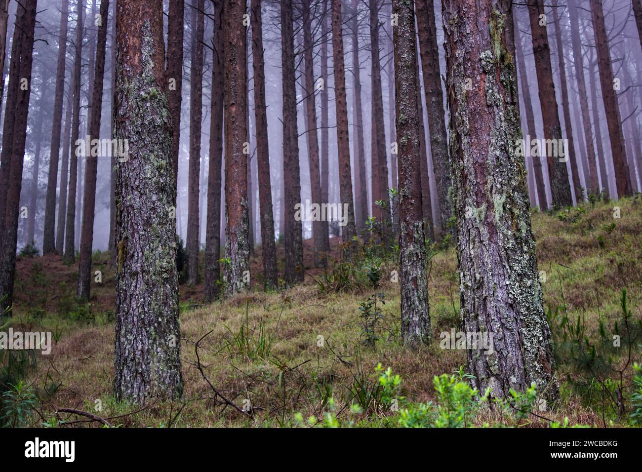 Pine Tree trunks of a plantation in the mist in Magoebaskloof of South ...