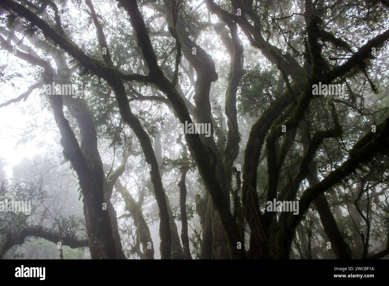 Branches of tree in mysterious forest hi-res stock photography and ...