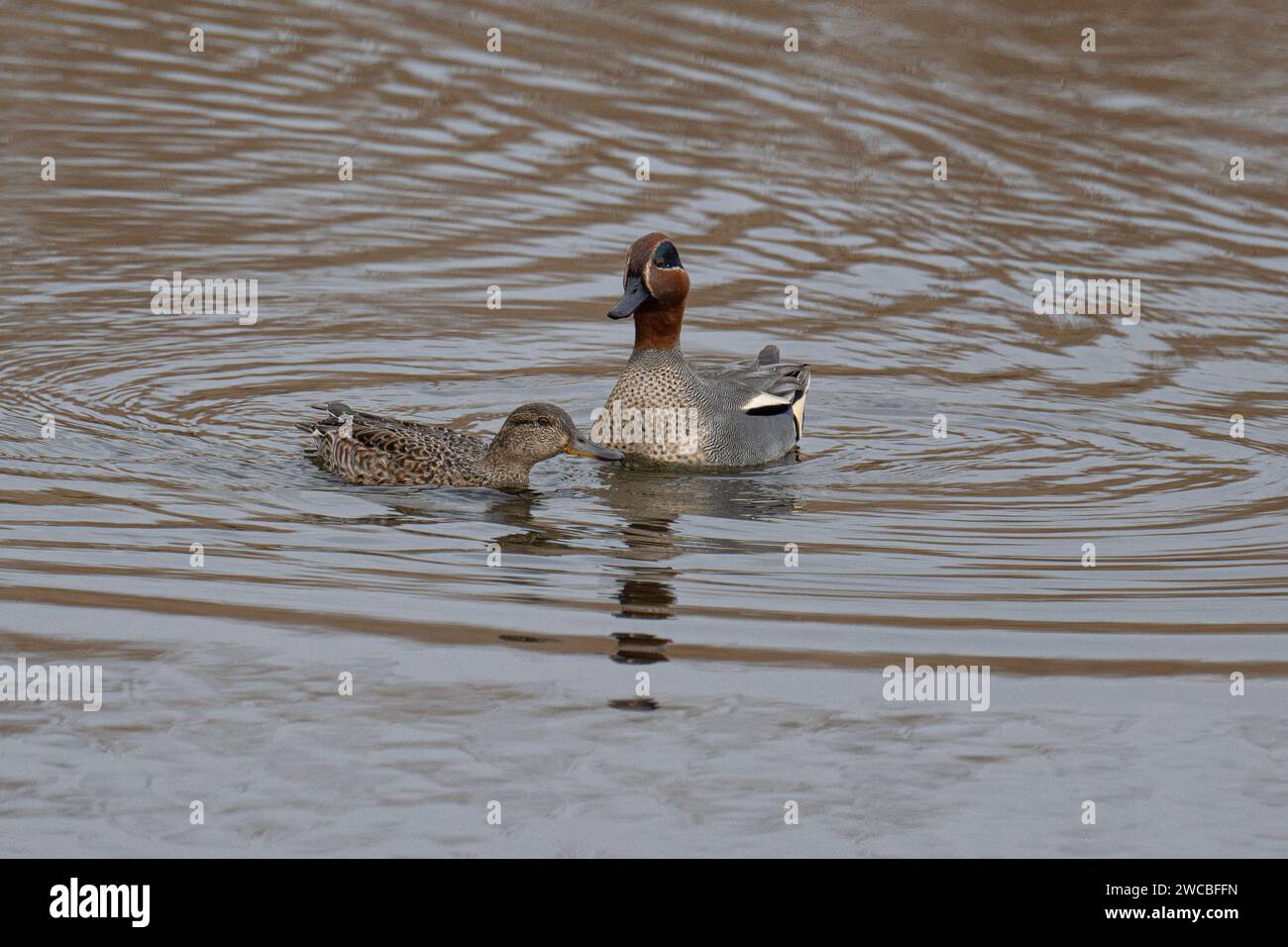 Teals are small dabbling ducks. Males have chestnut coloured heads with ...