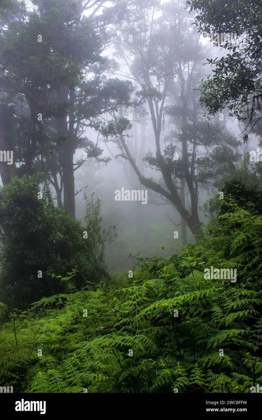 Eerie landscape of the indigenous Afromontane rainforest in the mist ...