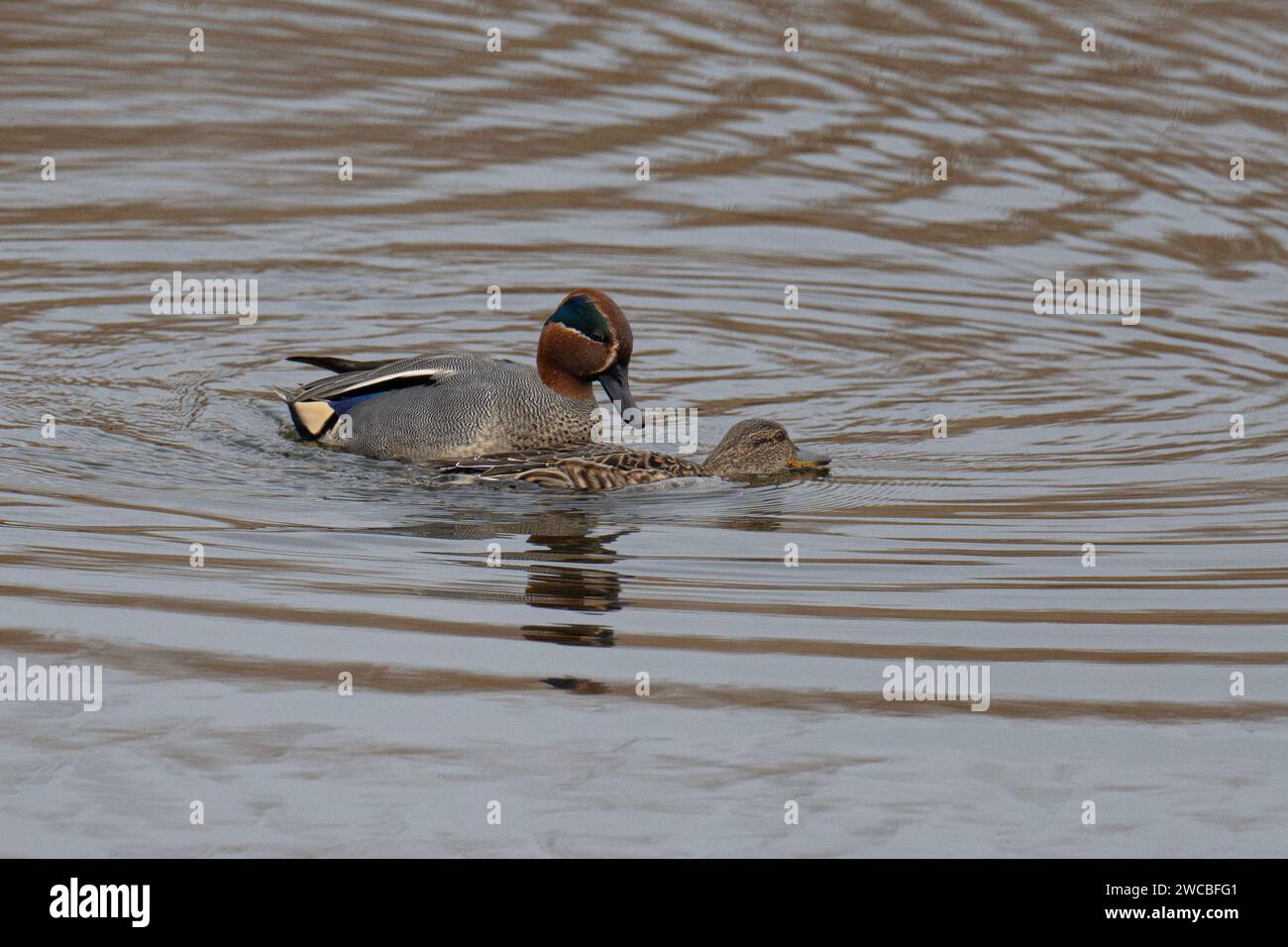 Grey teals hi-res stock photography and images - Alamy