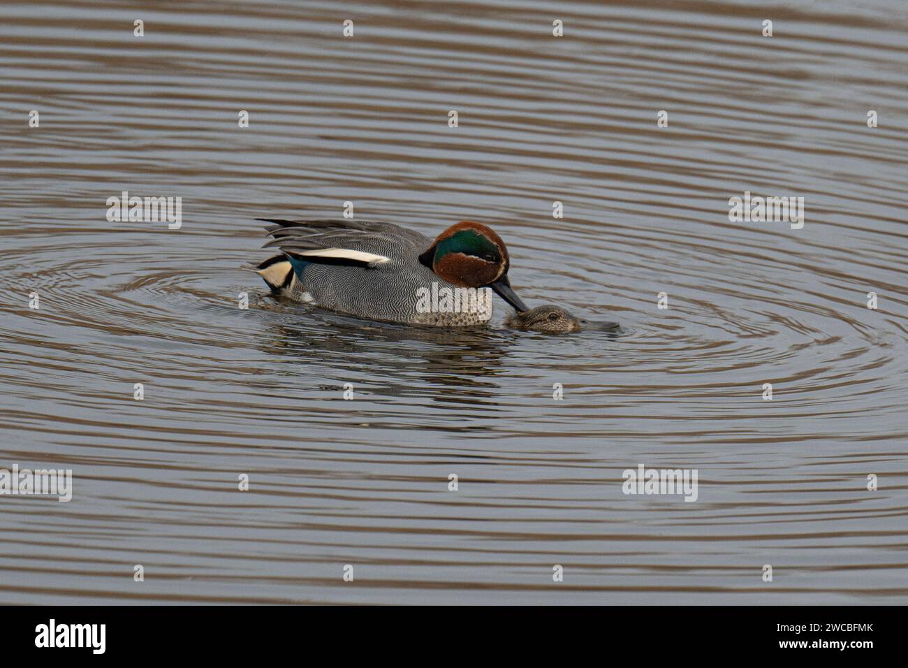 Teals are small dabbling ducks. Males have chestnut coloured heads with ...