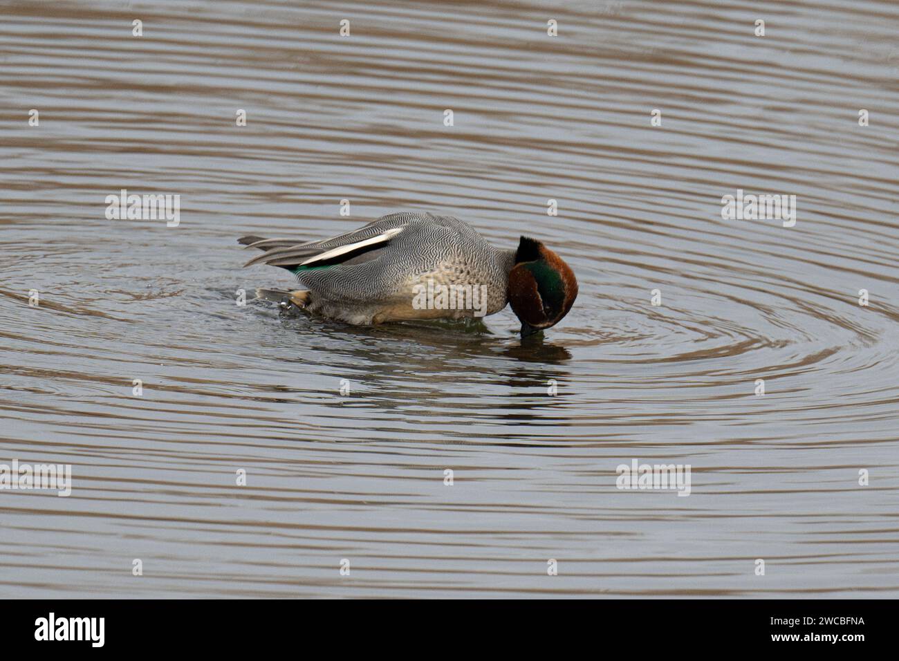 Teals are small dabbling ducks. Males have chestnut coloured heads with ...