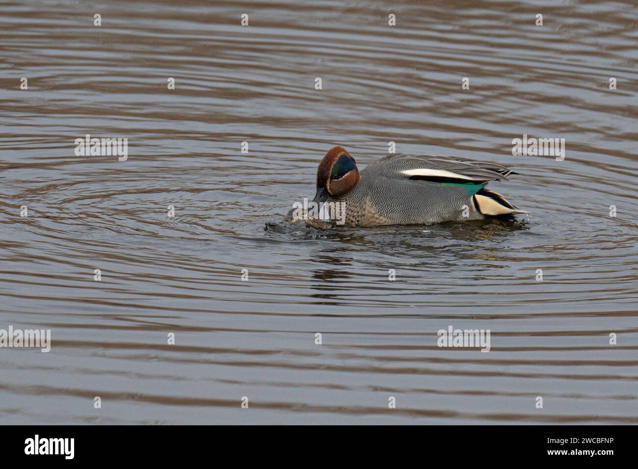 Teals are small dabbling ducks. Males have chestnut coloured heads with ...