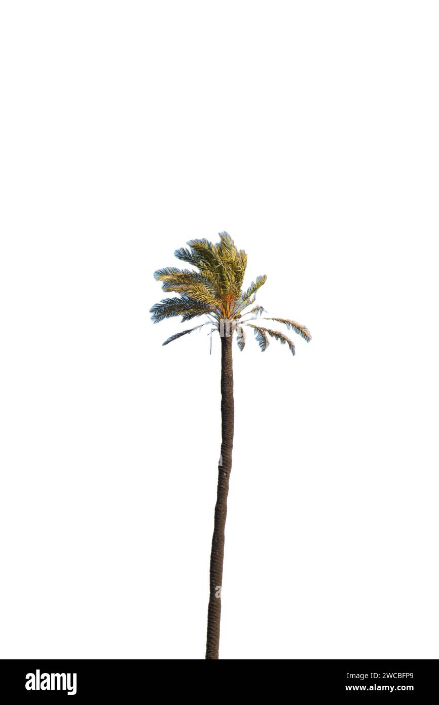 Palm tree leaves in park Cut Out Stock Images & Pictures - Alamy