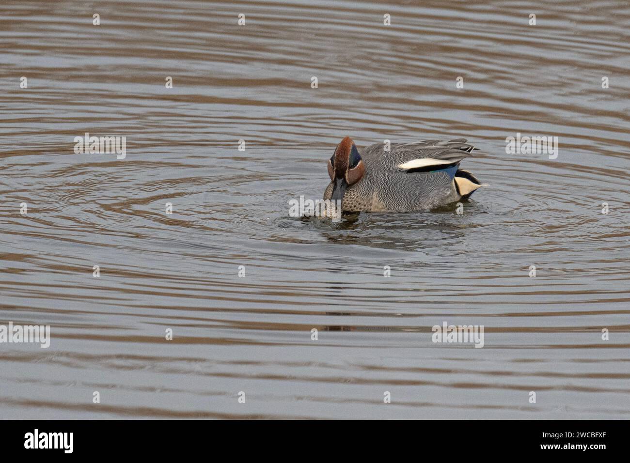 Teals are small dabbling ducks. Males have chestnut coloured heads with ...