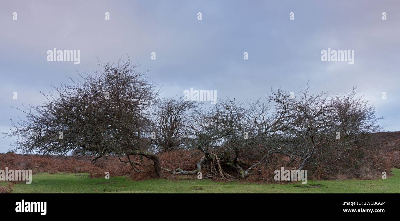Ancient apple tree new forest hi-res stock photography and images - Alamy