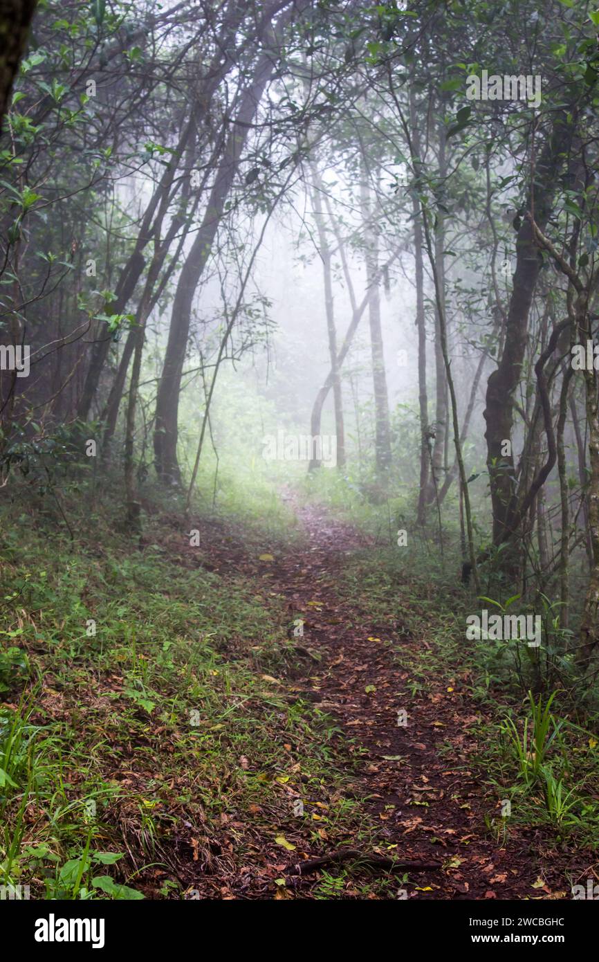 Small hiking trail leading in the mist along the edges of the ...
