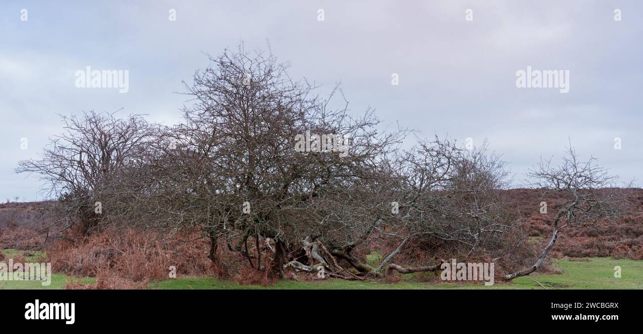 Ancient apple tree new forest hi-res stock photography and images - Alamy