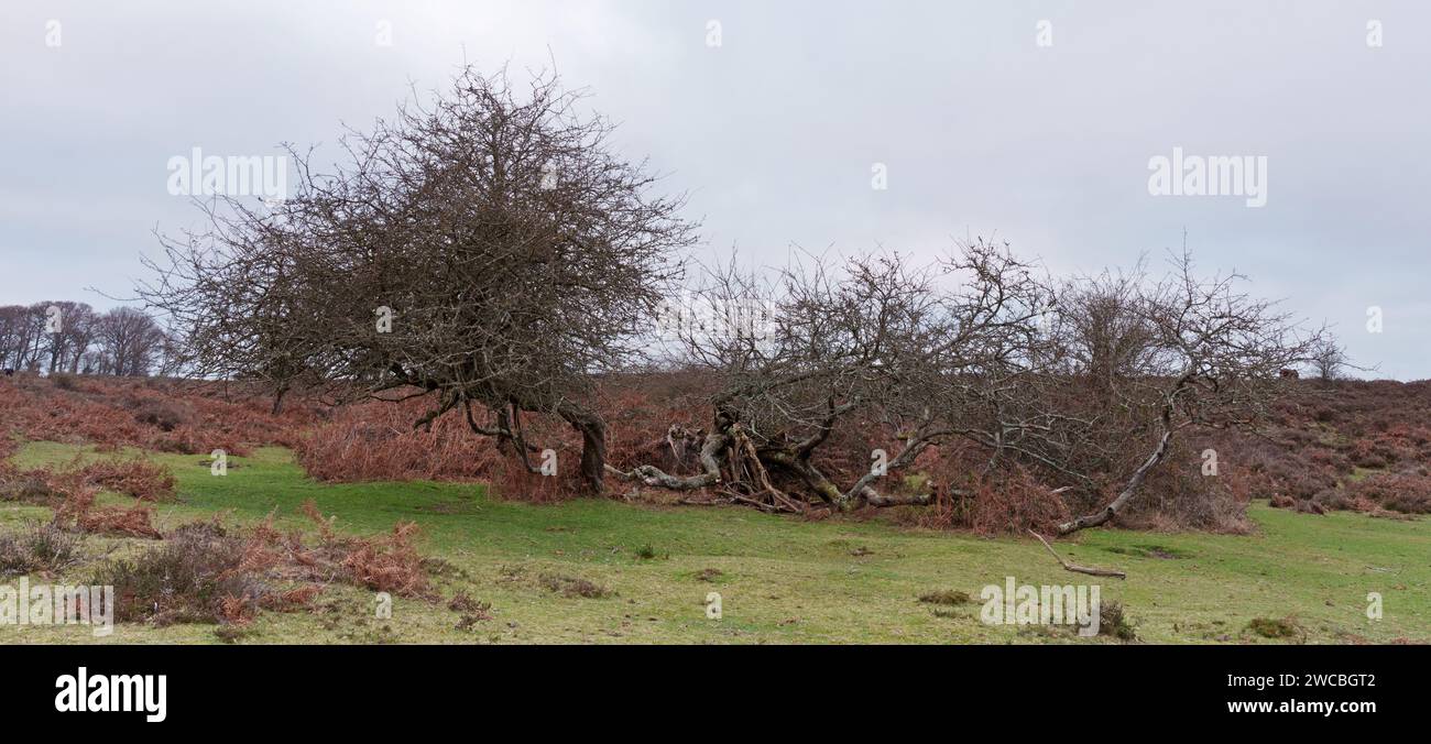 Ancient apple tree new forest hi-res stock photography and images - Alamy