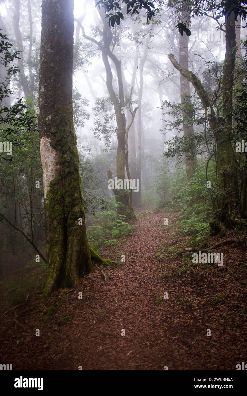 Hiking trail leading deep into the mysterious mist covered rainforest ...