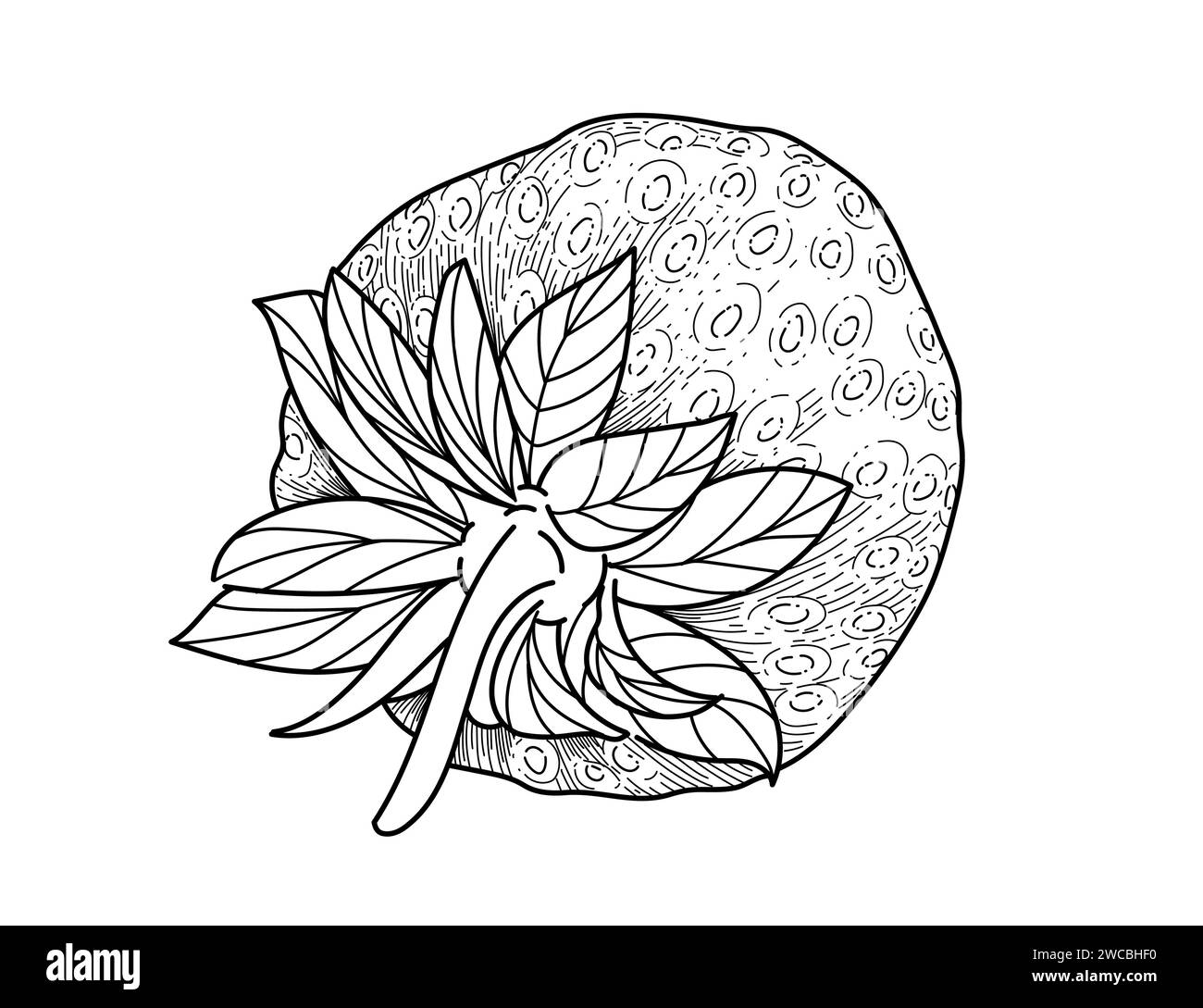 Strawberry berry outline hand drawn style sweet food with leaves vector ...