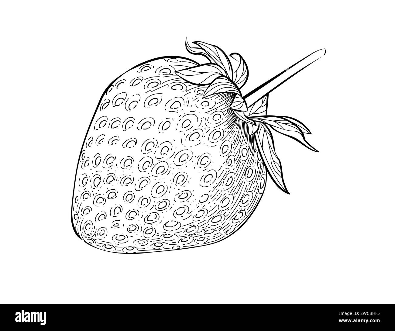 Strawberry berry outline hand drawn style sweet food with leaves vector ...