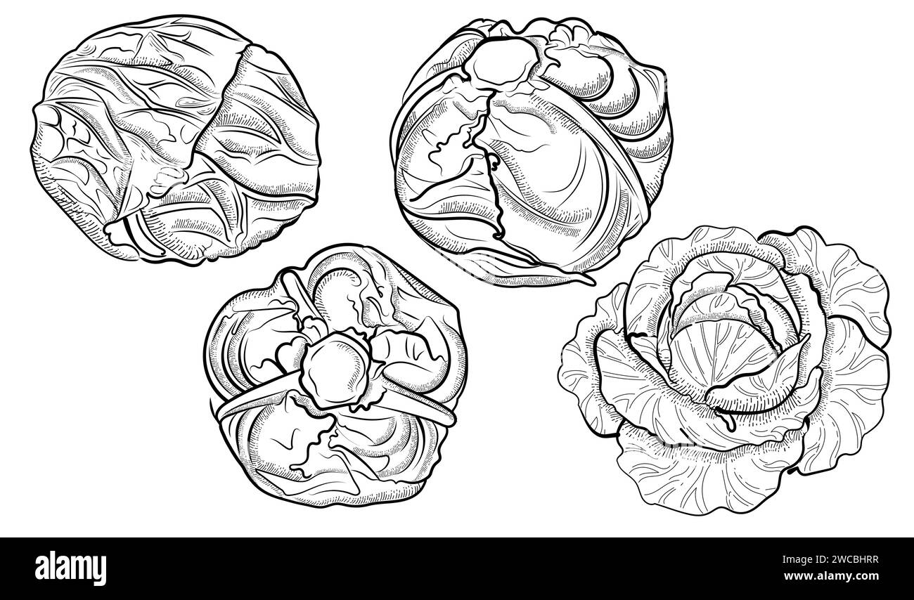 Set of whole cabbage vegetable outline style for drawing book vector ...
