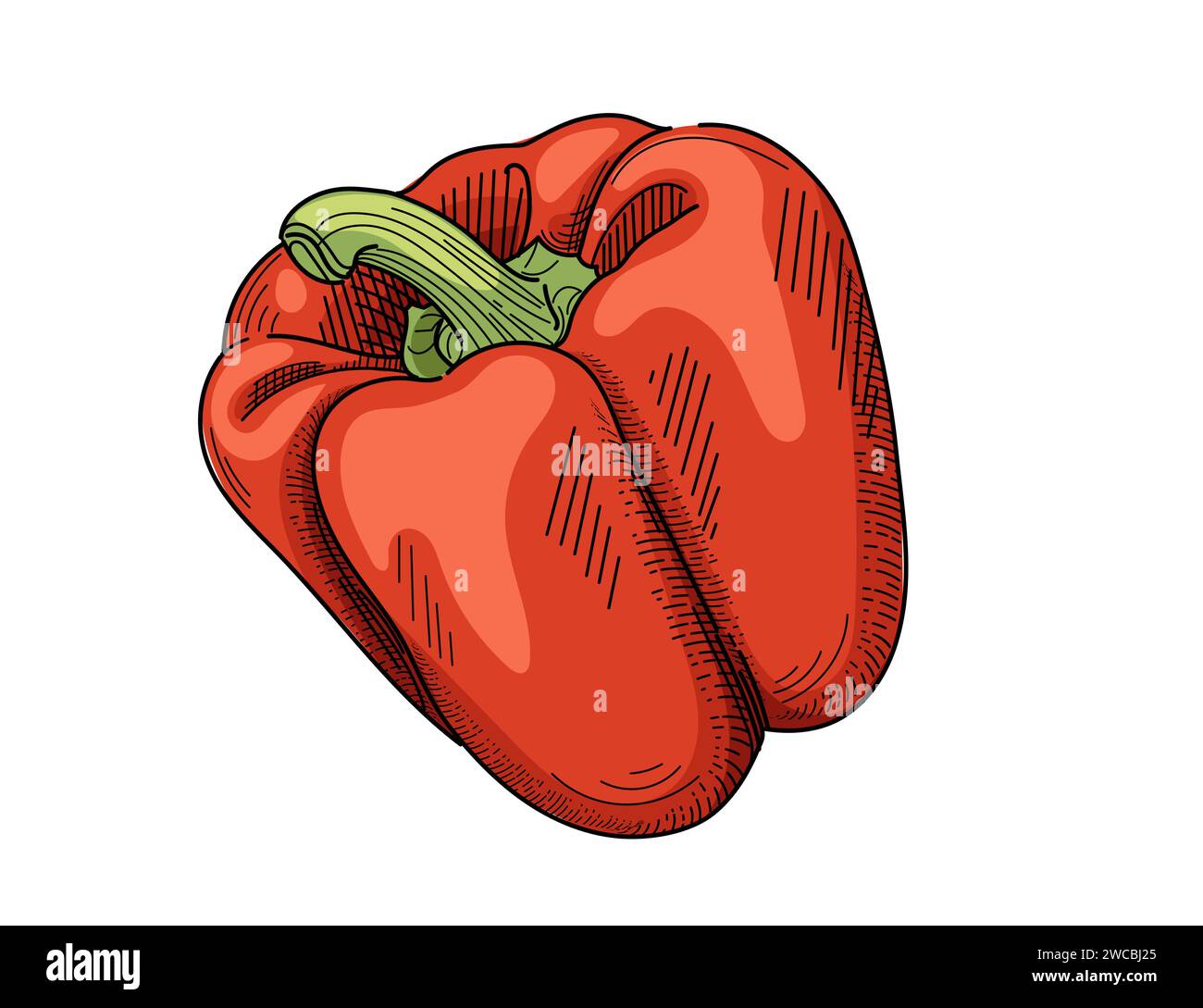 Bulgarian pepper red color sketch hand drawn style whole paprika pepper ...